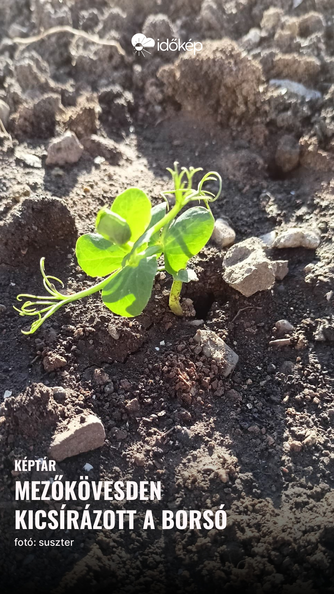 Mezőkövesden kicsírázott a borsó