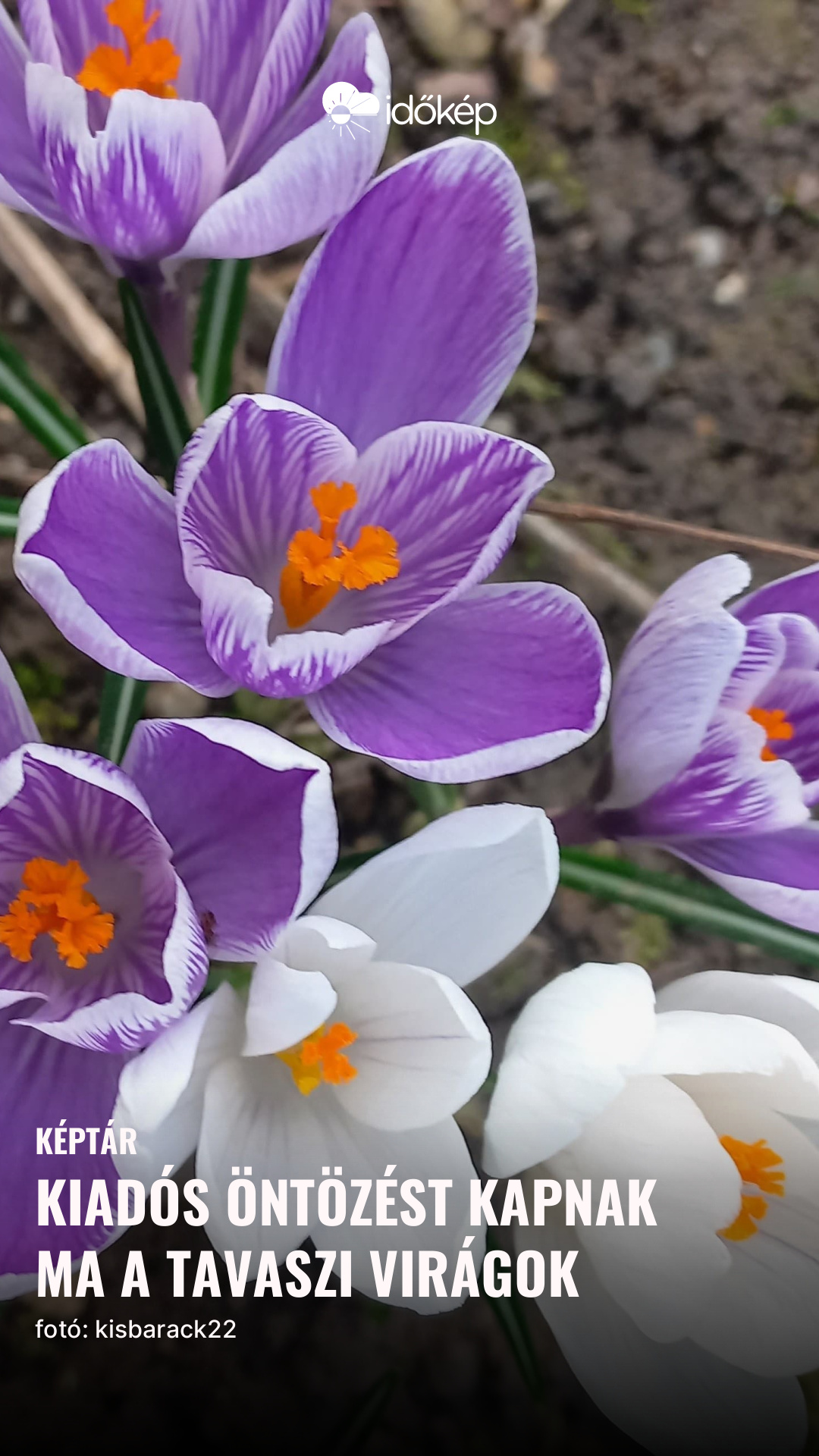 Bocsi,de imádom a friss szotyit. - Időkép Képtár