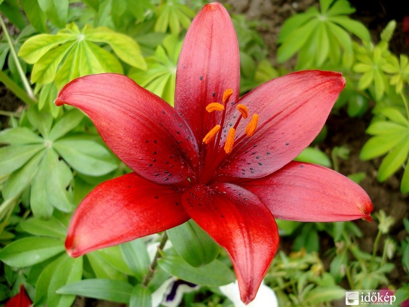 Liliom - Időkép Képtár