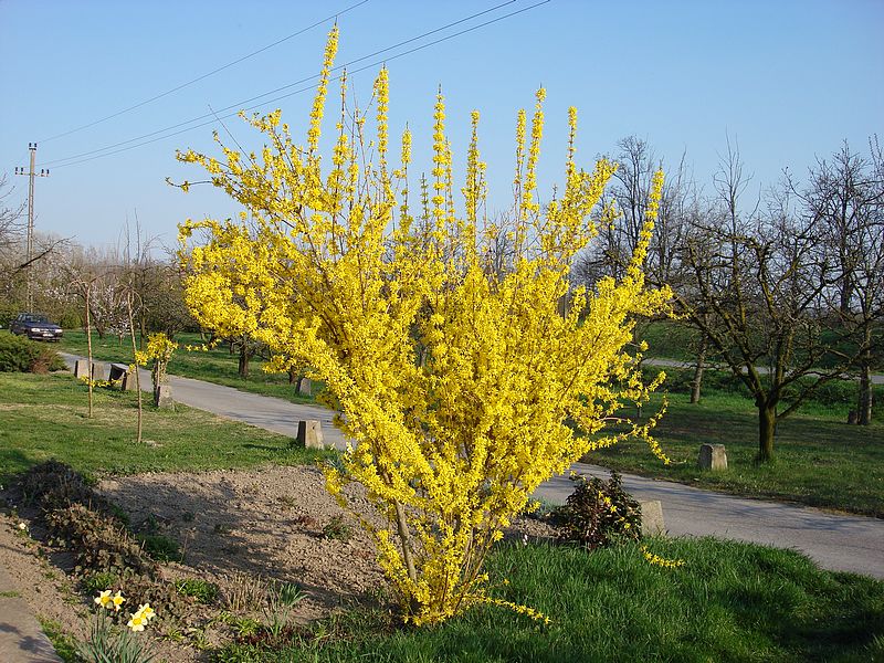 Aranyeső - Időkép Képtár