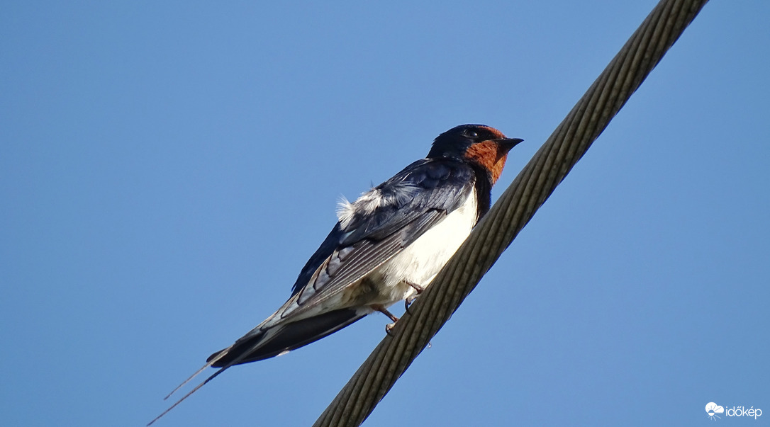 Borzas füsti fecske - Időkép Képtár