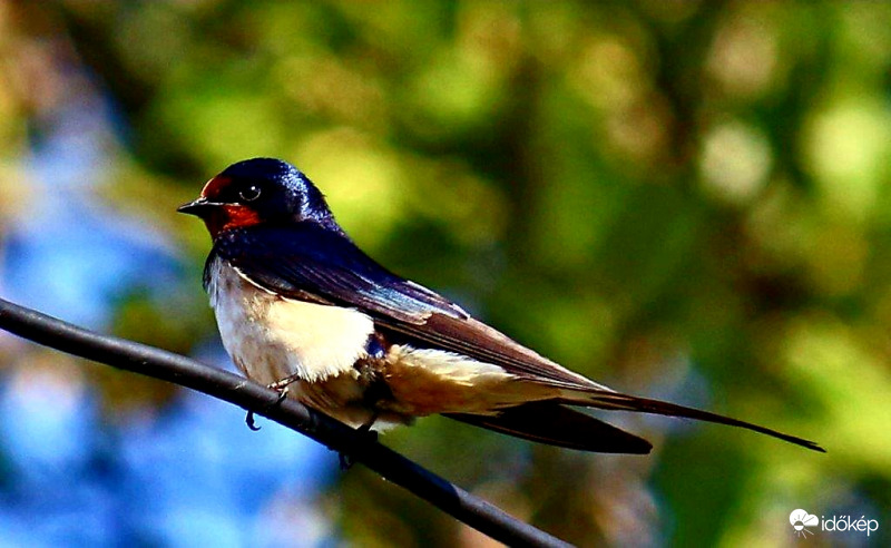 Füsti fecske - Időkép Képtár