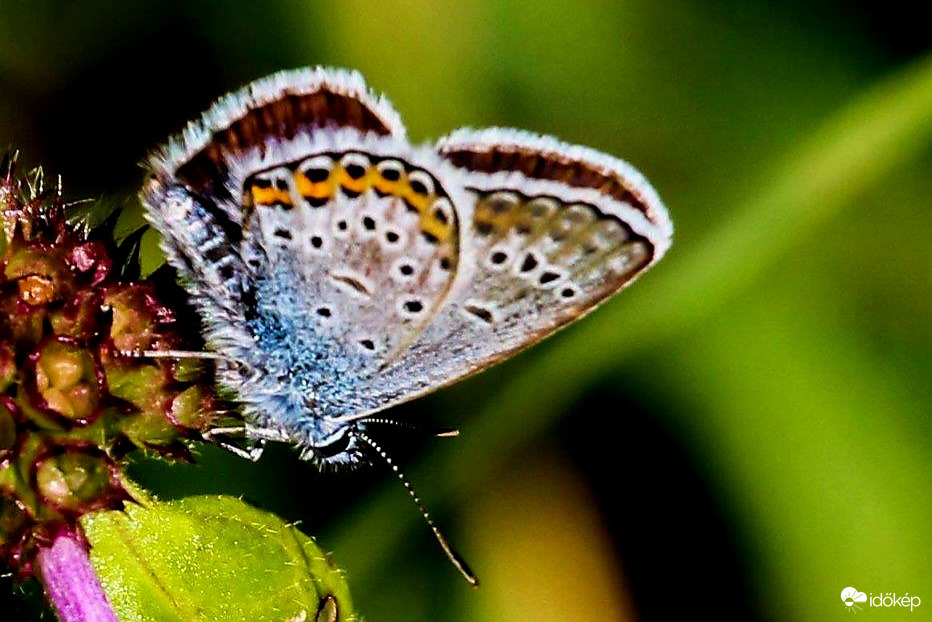 Boglárka - Időkép Képtár