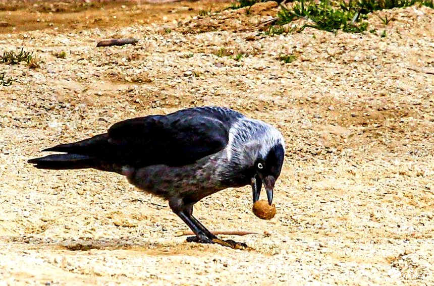 Csóka - Időkép Képtár