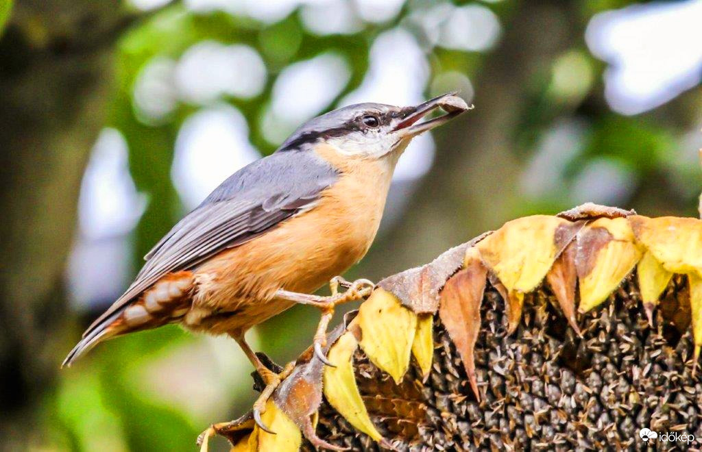 Csuszka reggeli - Időkép Képtár