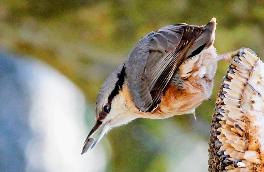 Csuszka - Időkép Képtár