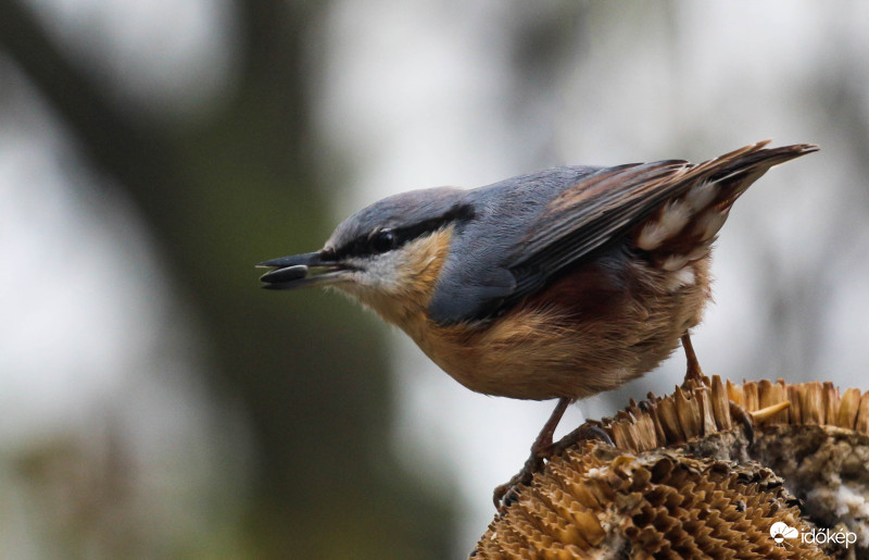 Csuszka - Időkép Képtár