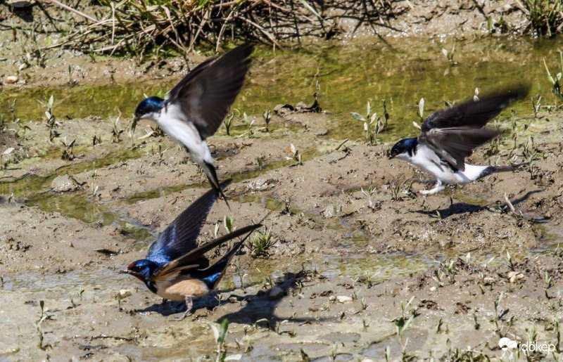 Fecskék - Időkép Képtár