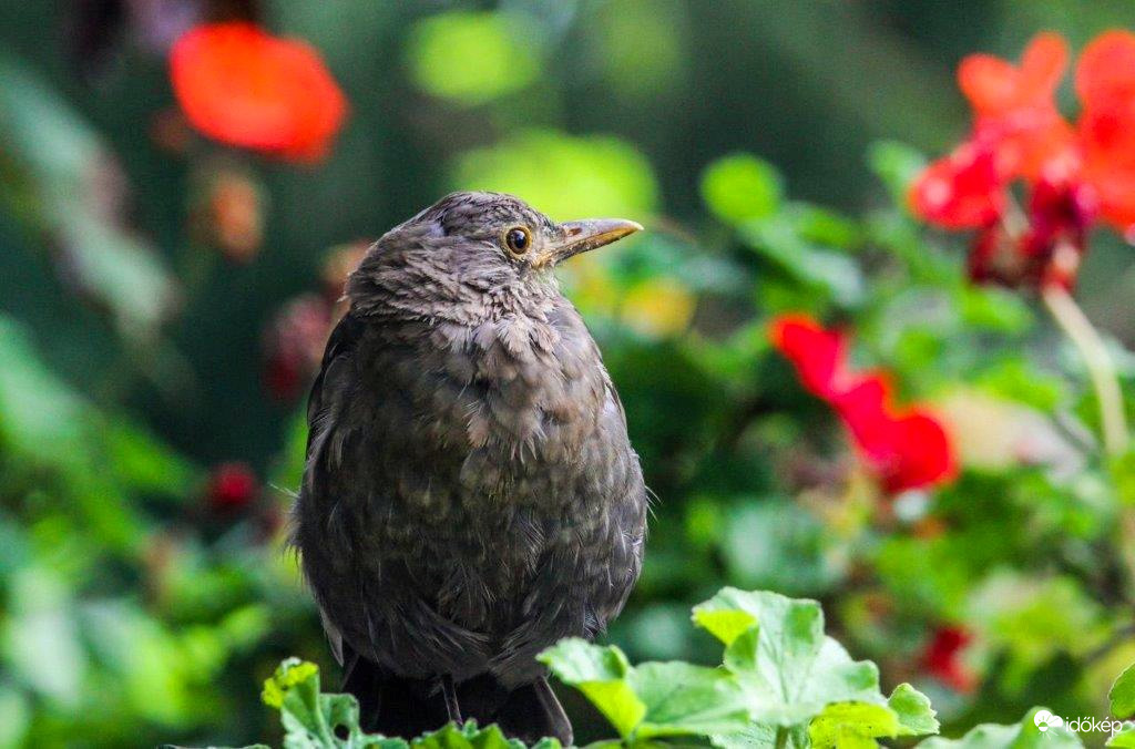 Fekete rigó - Időkép Képtár