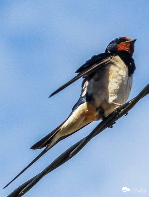 bedocsgyula - Időkép Képtár