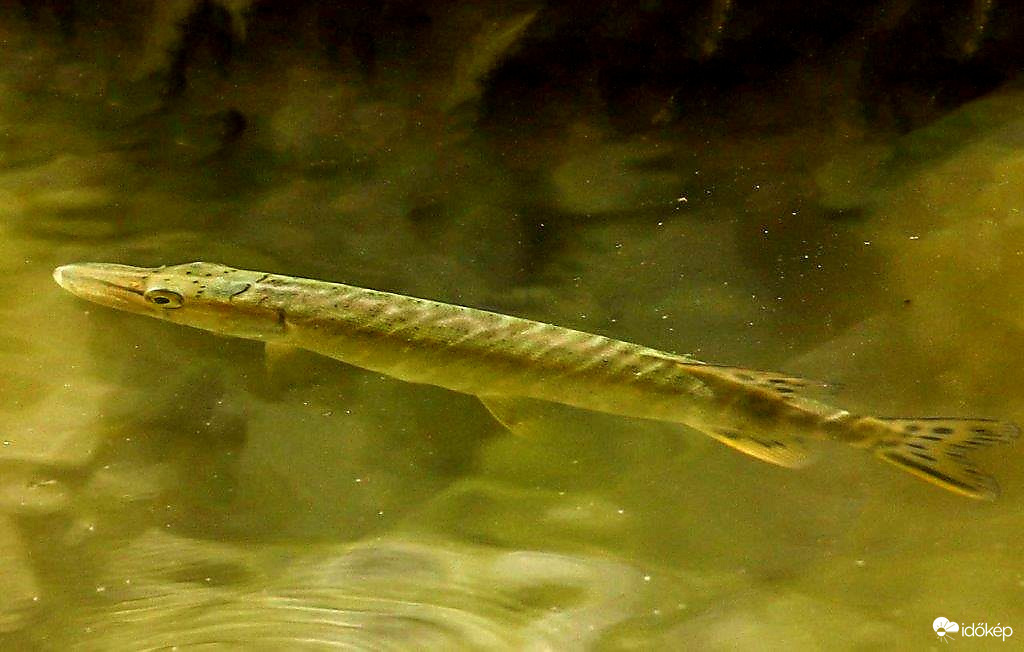 Csuka Várom a reggelimet. - Időkép Képtár