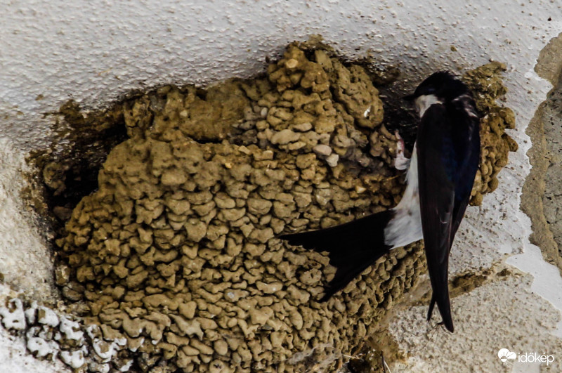 Molnár fecske - Időkép Képtár