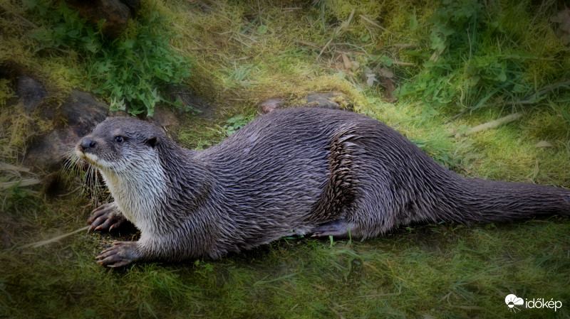 Vidra - Időkép Képtár