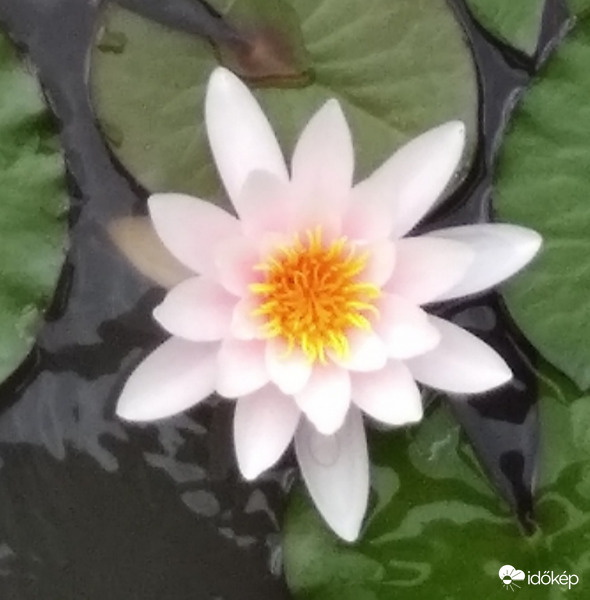 Tavi rózsa - Időkép Képtár