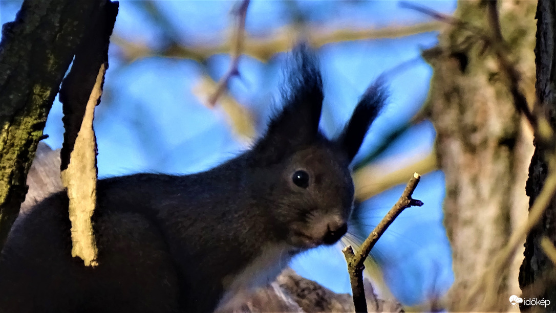 Fekete mókus. - Időkép Képtár