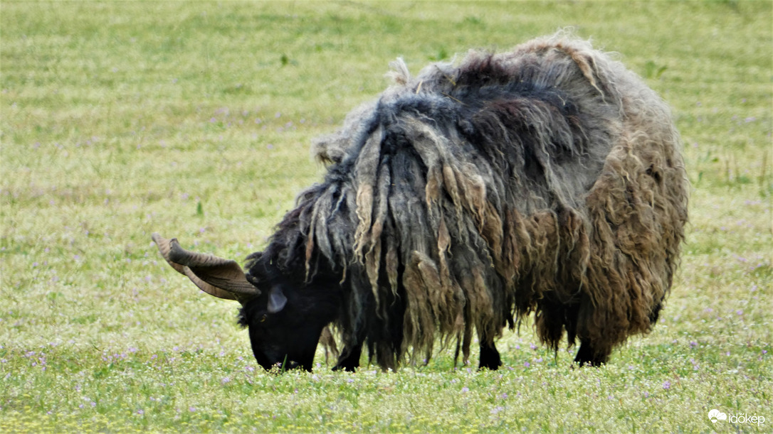 Fekete racka. - Időkép Képtár