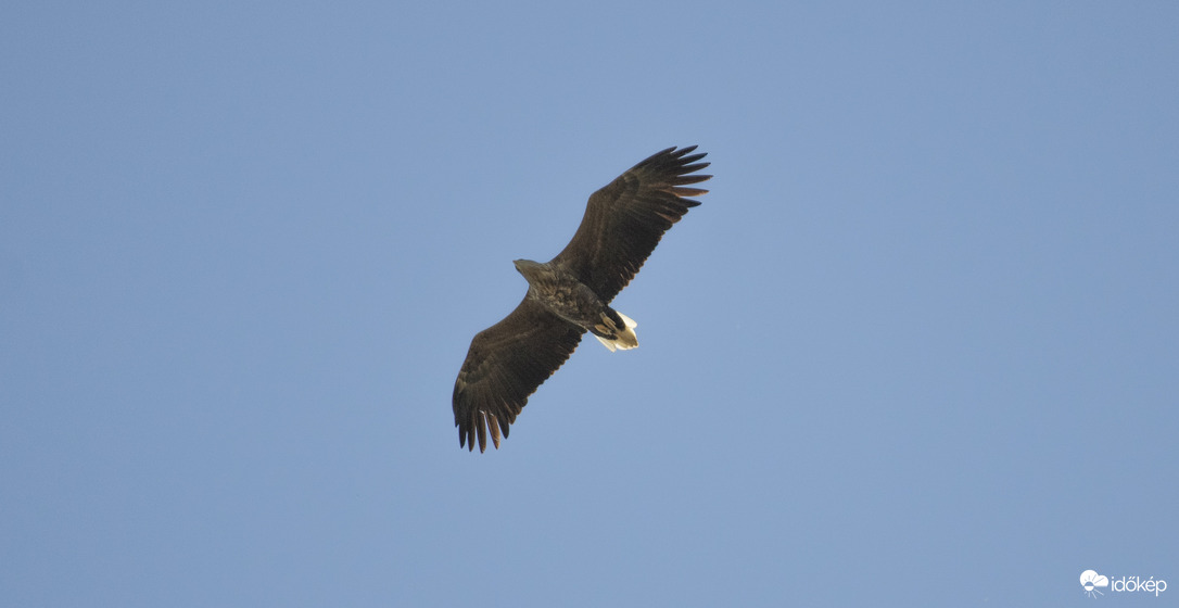 Réti sas - Időkép Képtár