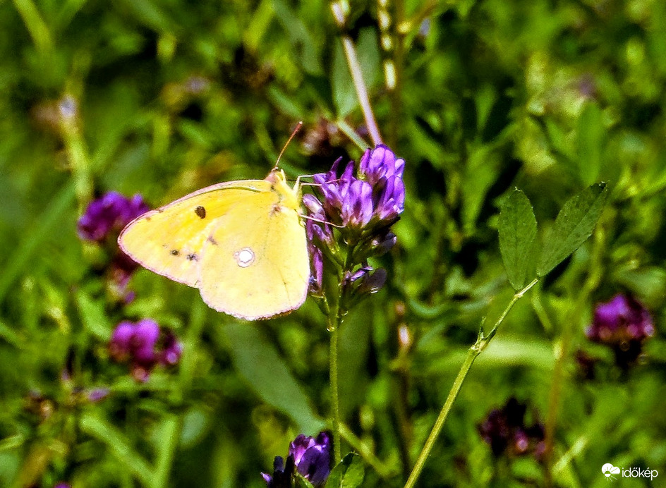 sárga lepke - Időkép Képtár