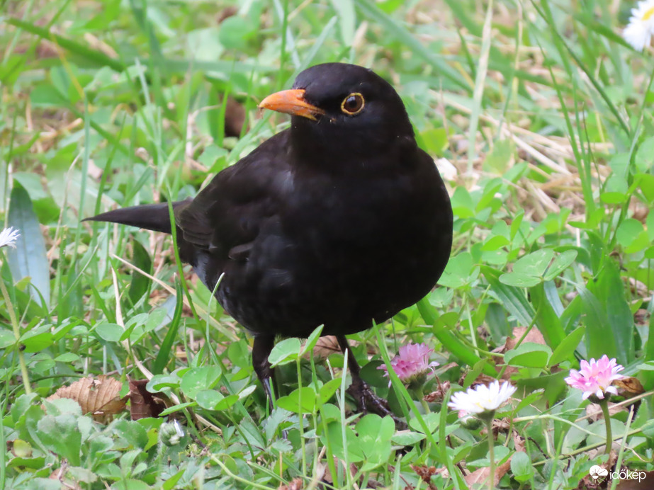 Fekete rigó és a Százszorszépek - Időkép Képtár