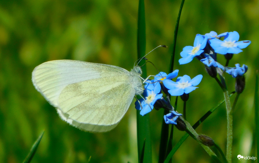 hajnalpír lepke nefelejcsen - Időkép Képtár