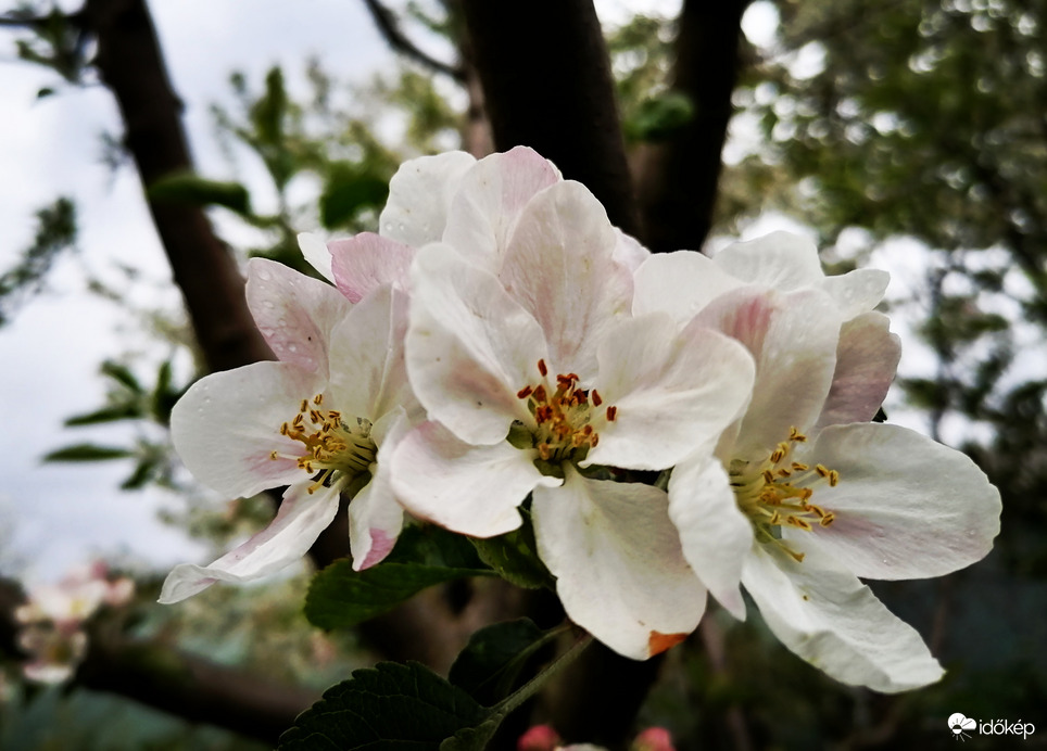 Almafa virága 2 - Időkép Képtár