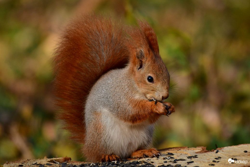 Liget szépe :) - Időkép Képtár