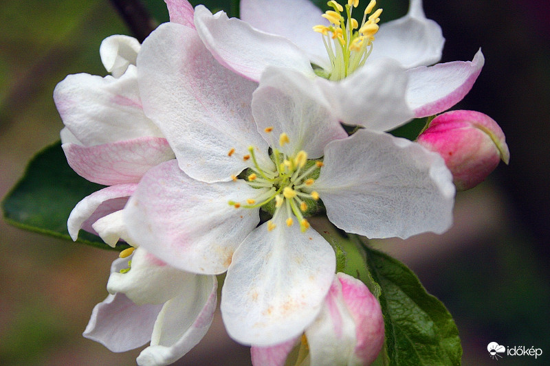 Alma virág - Időkép Képtár