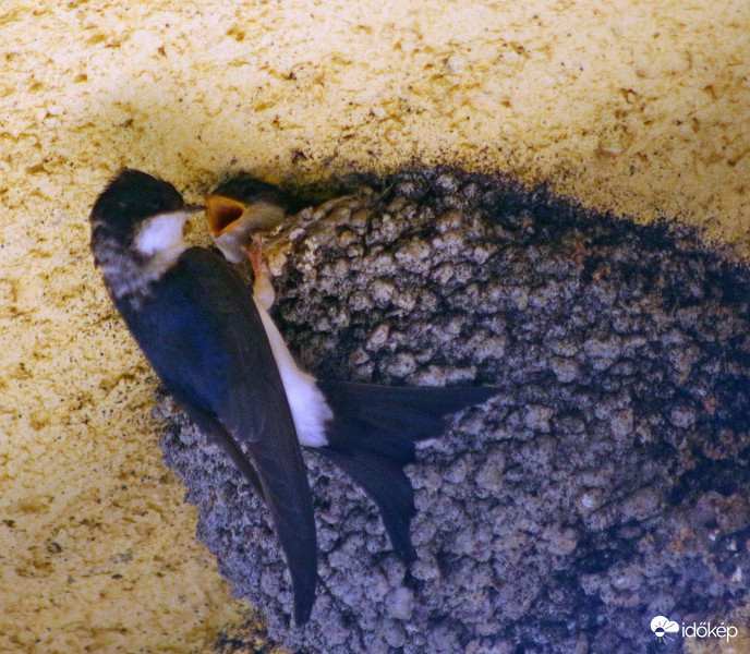 Molnár fecske - Időkép Képtár