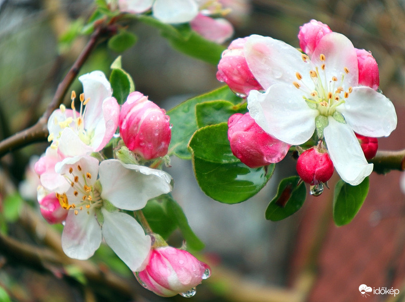Almafa virág - Időkép Képtár