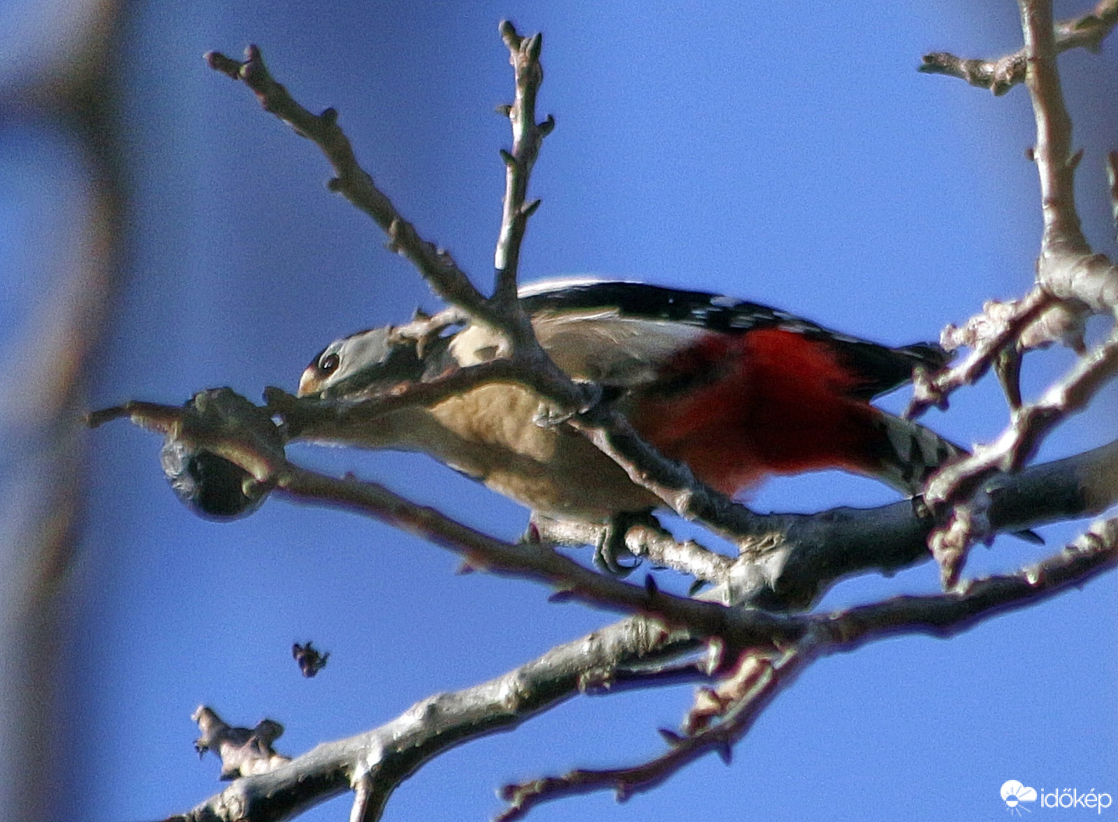 Harkály - Időkép Képtár