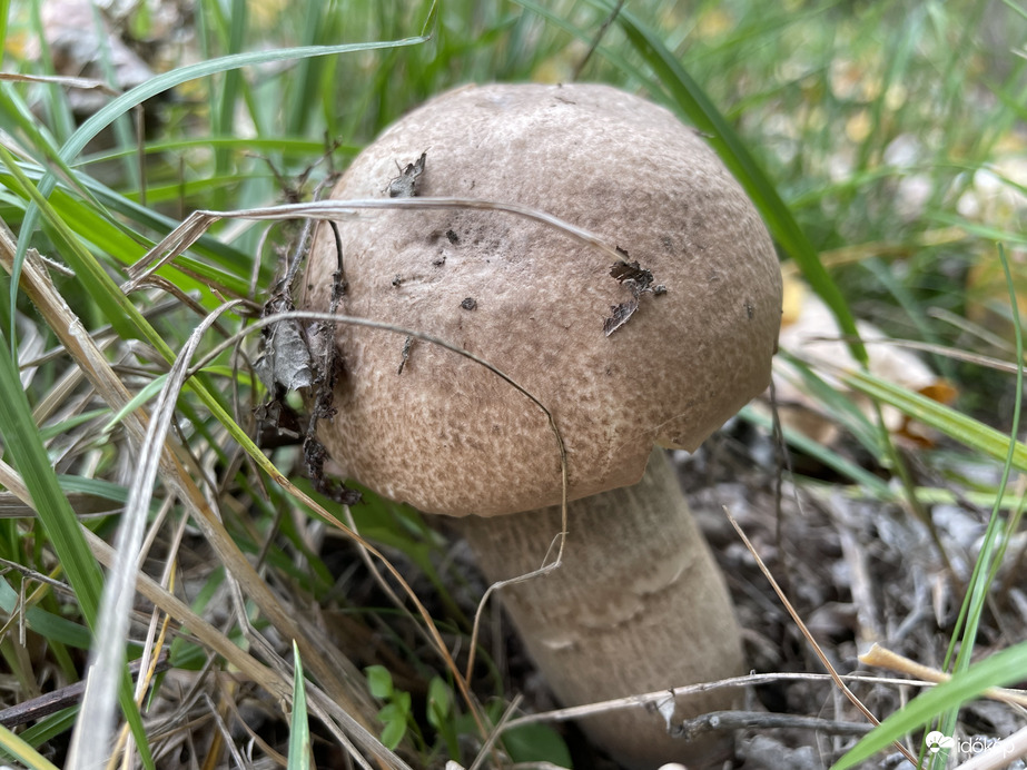 Nyárfa érdestinóru - Időkép Képtár