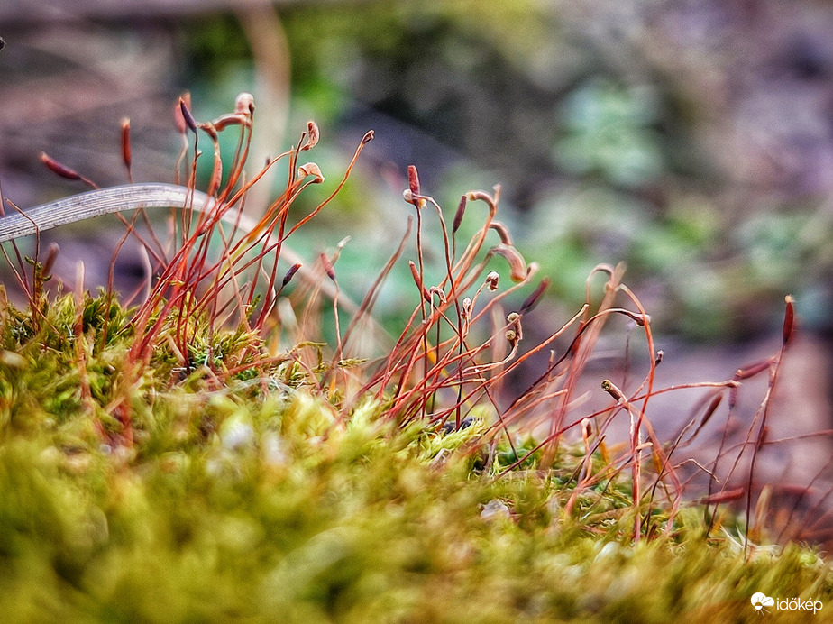 Ahogyan a moha virágzik - Időkép Képtár