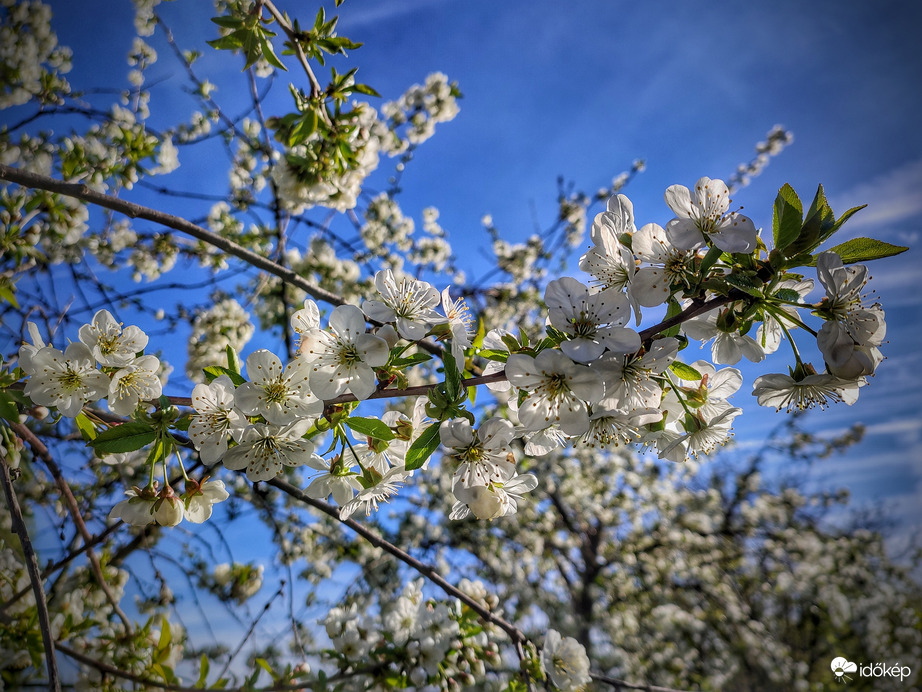 Egy virágzó meggyfa a sok közül - Időkép Képtár