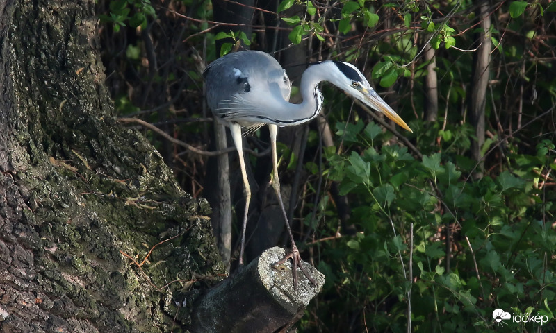 Halra figyelve - Időkép Képtár