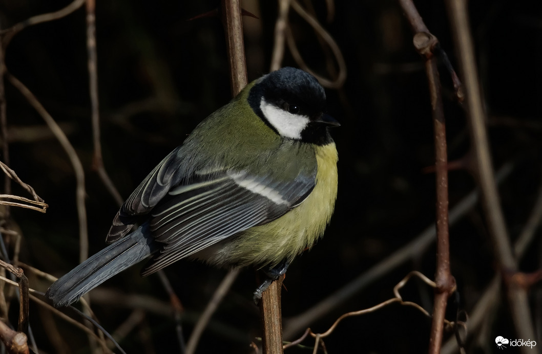 Szén cinege - Időkép Képtár