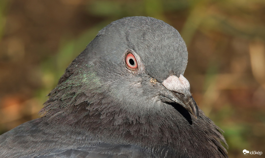 Csak egy galamb portré... - Időkép Képtár